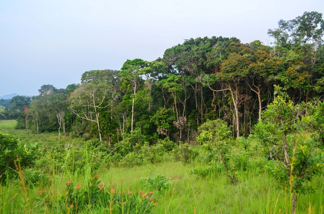 Il Gabon sta facendo di tutto per proteggere la sua foresta pluviale ...