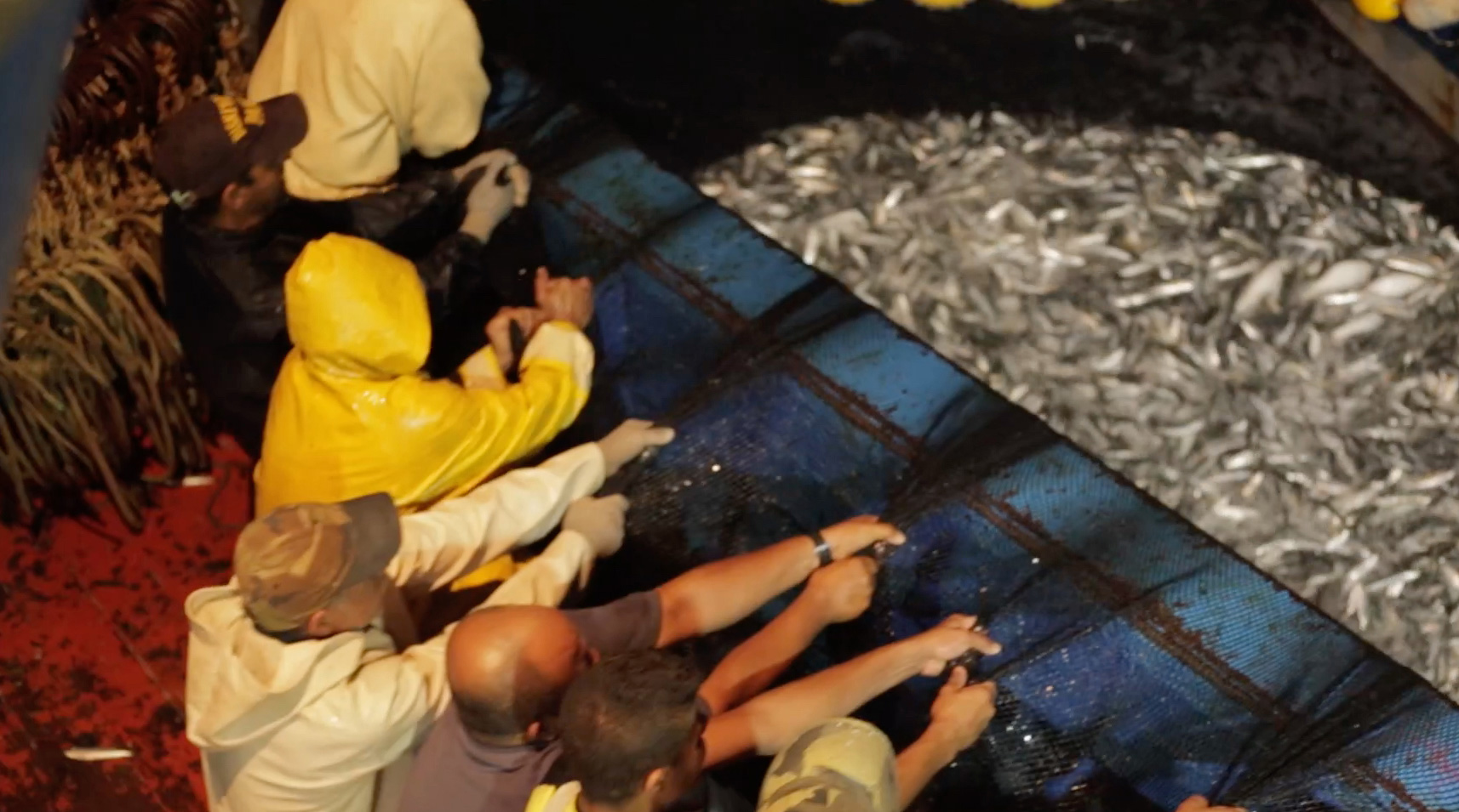 Recensioni indipendenti: Strange Fish (documentario) - L'INDIPENDENTE