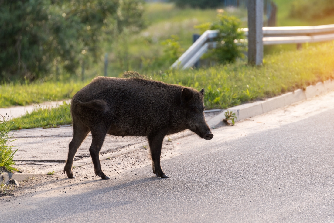 Roma verso l'abbattimento dei cinghiali con la scusa della peste suina ...