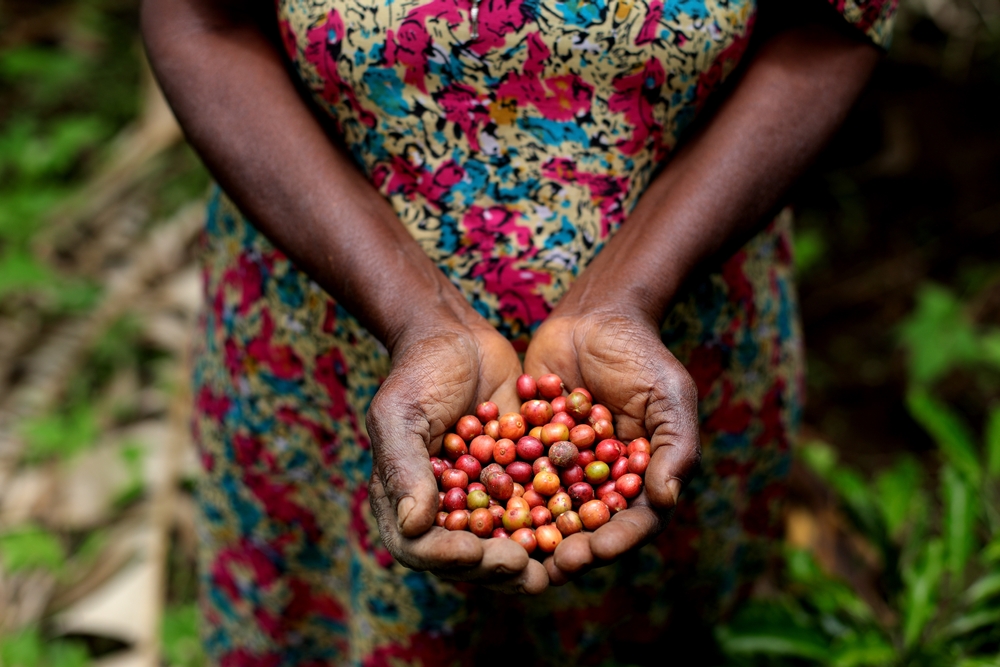 Sconfiggere i parassiti del caffè senza sostanze chimiche: la sfida ...