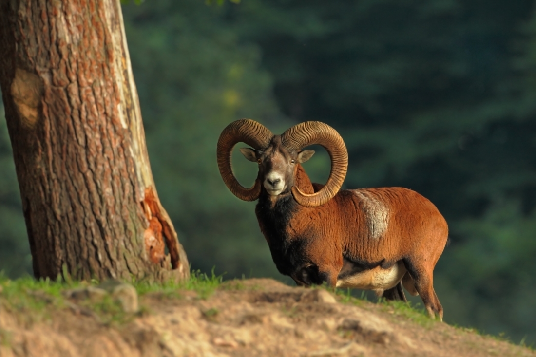 All'isola del Giglio è iniziata la caccia ai mufloni - L'INDIPENDENTE