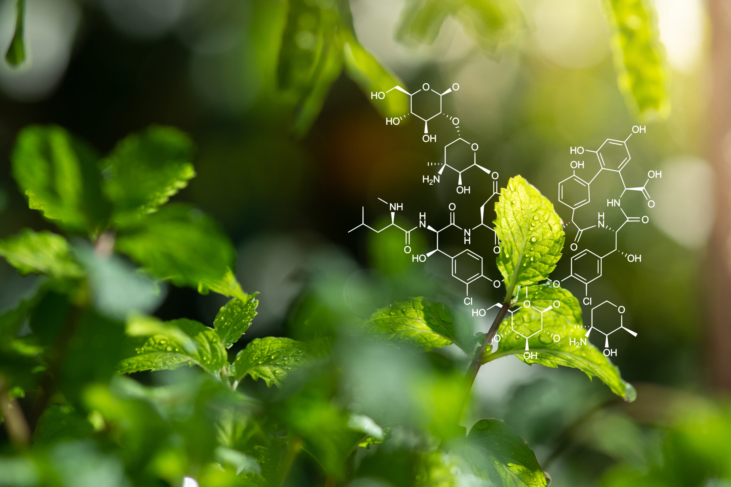 Un nuovo studio rivela come le piante comunicano tra loro quando sono ...