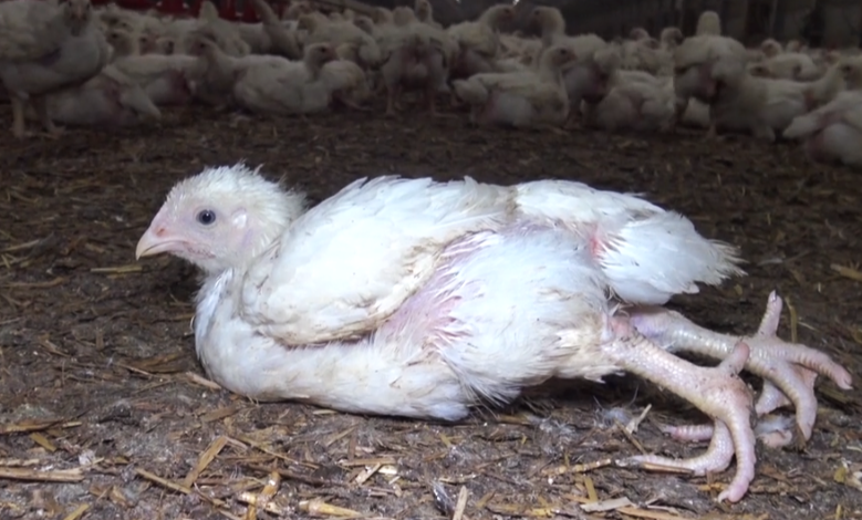 Un’inchiesta svela il sistema di maltrattamento sui polli destinati a ...